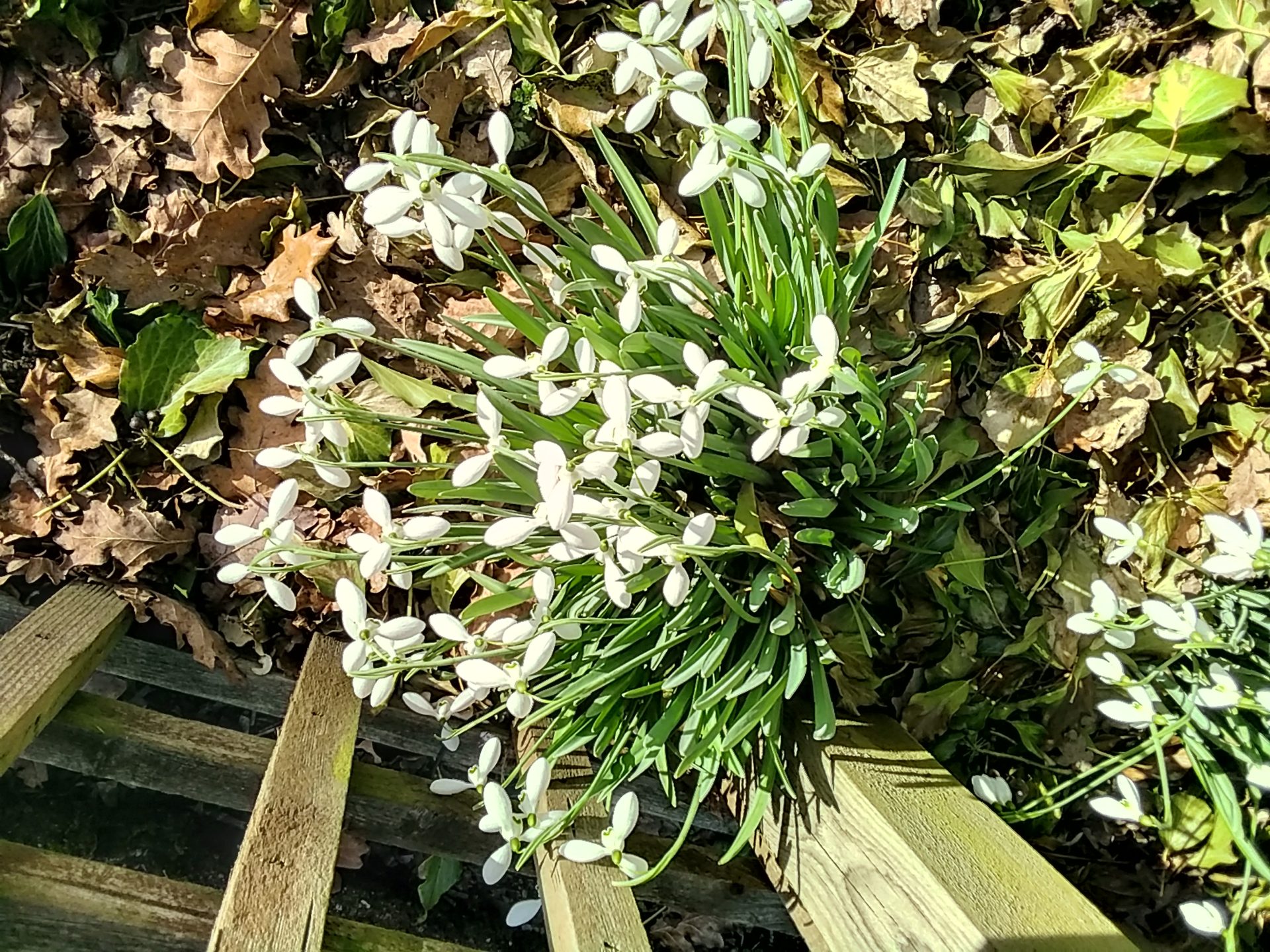 Snowdrops : Sign of Life - Lynne Pearl
