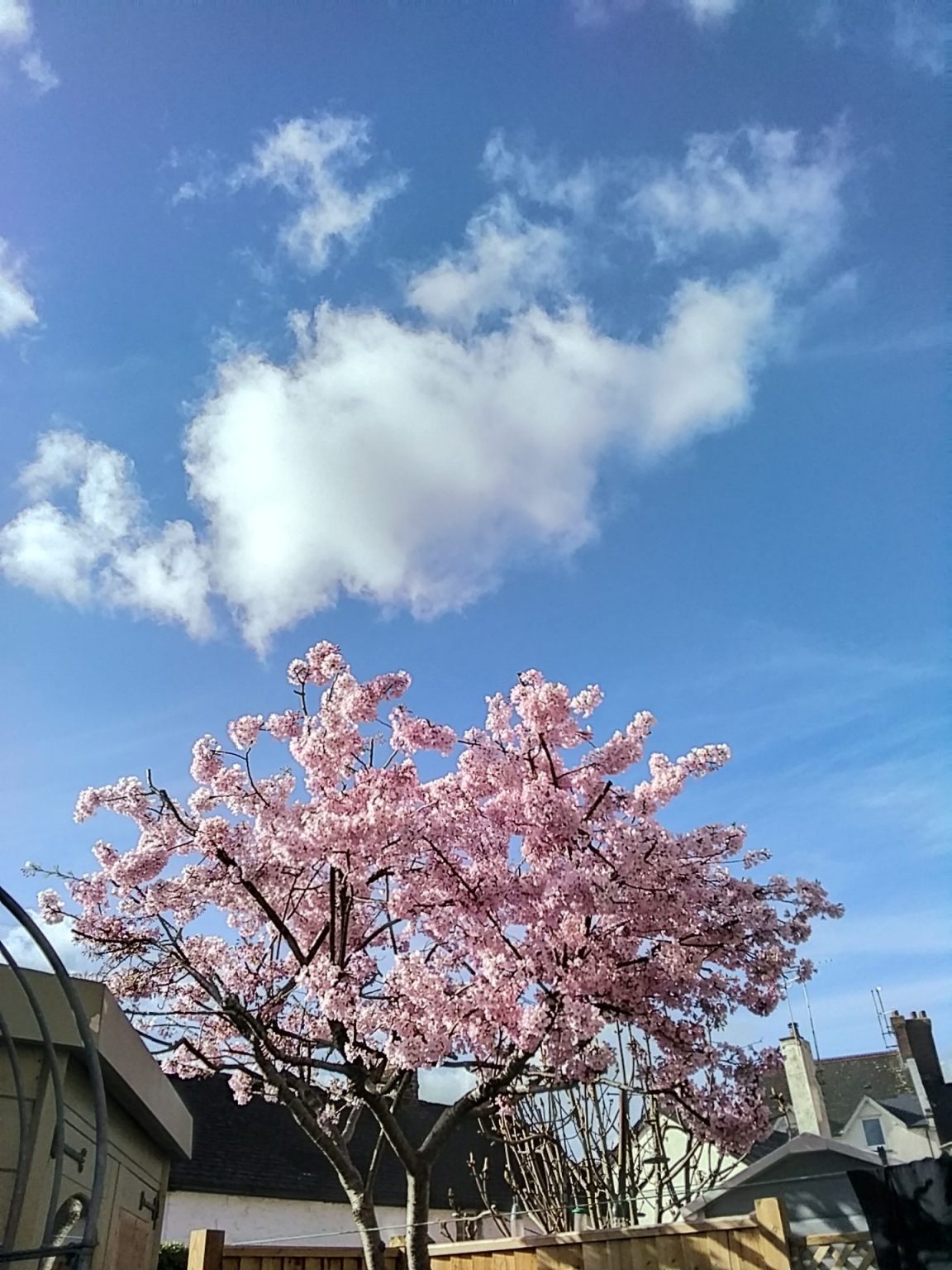 Cherry Tree in Bloom - Lynne Pearl